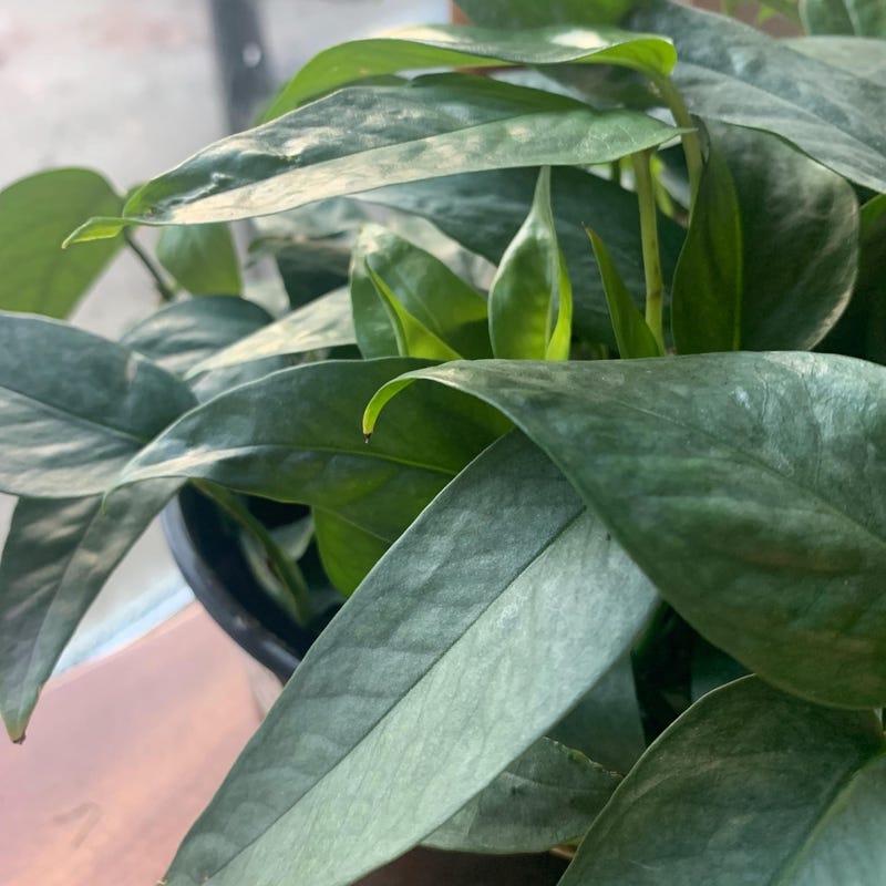 Cebu Blue Pothos - Etsy