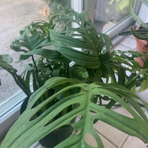 Monstera Esqueleto Cutting – Rare Skeleton Monstera – Tropical Aroid ...