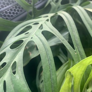 Monstera Esqueleto Cutting – Rare Skeleton Monstera – Tropical Aroid ...