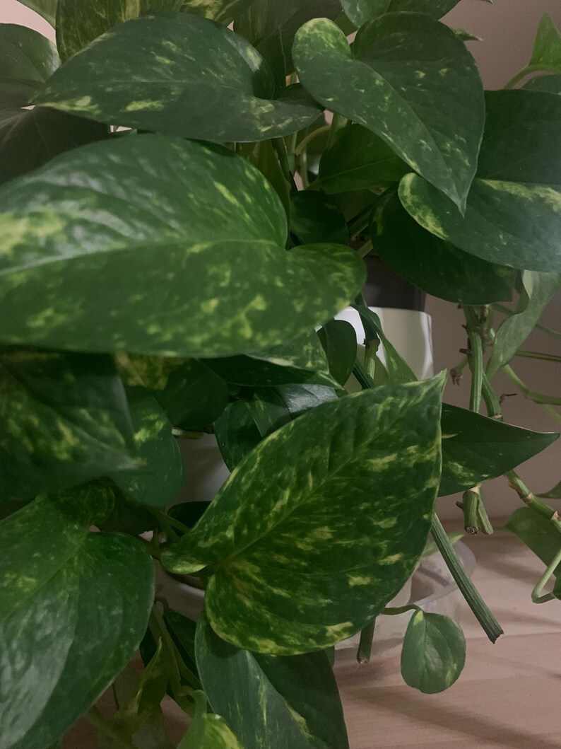 Golden Pothos Cuttings - Etsy