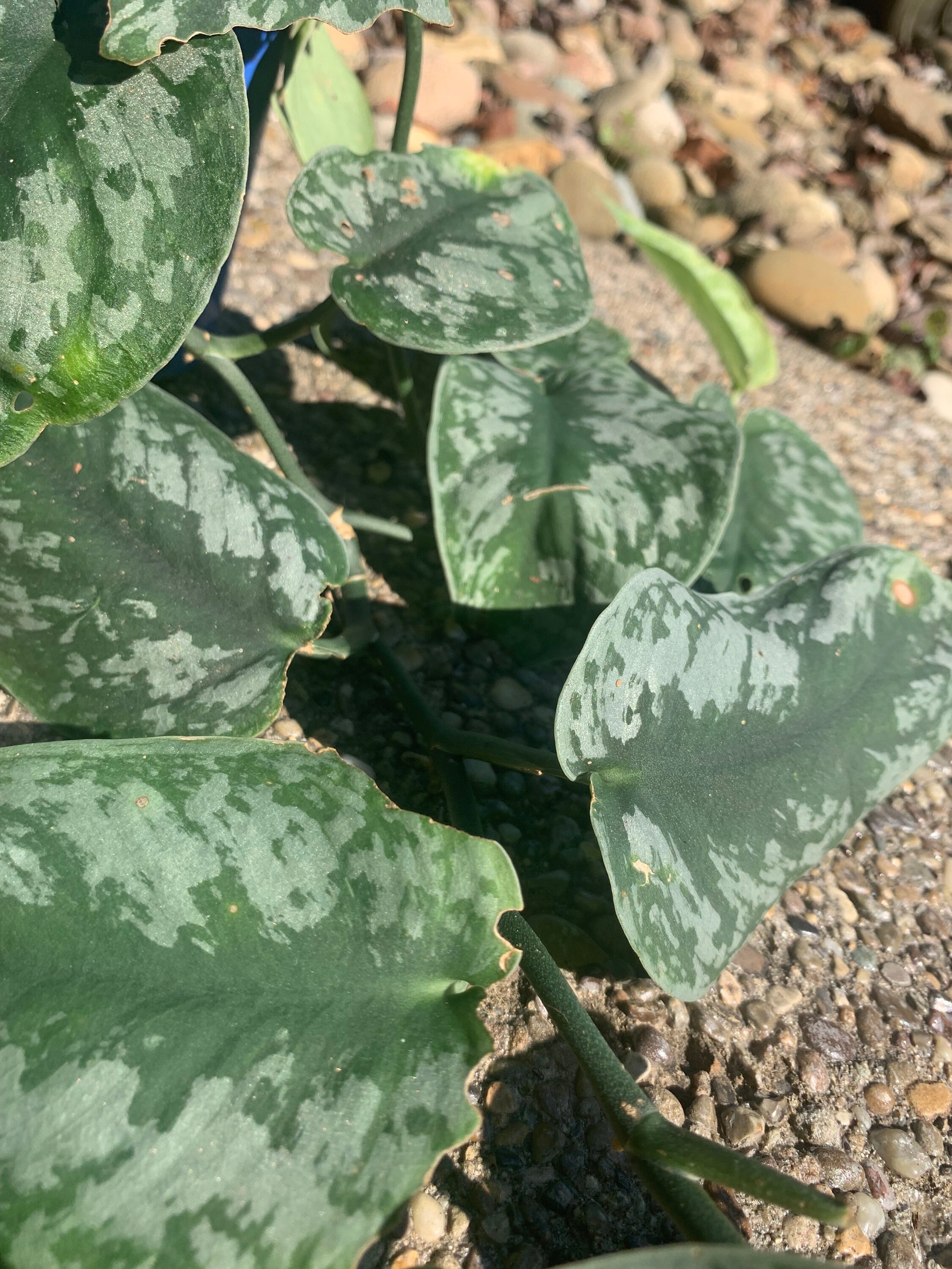 Scindapsus Pictus ‘silver Satin Pothos. Climbing Easy to Grow Beauty ...