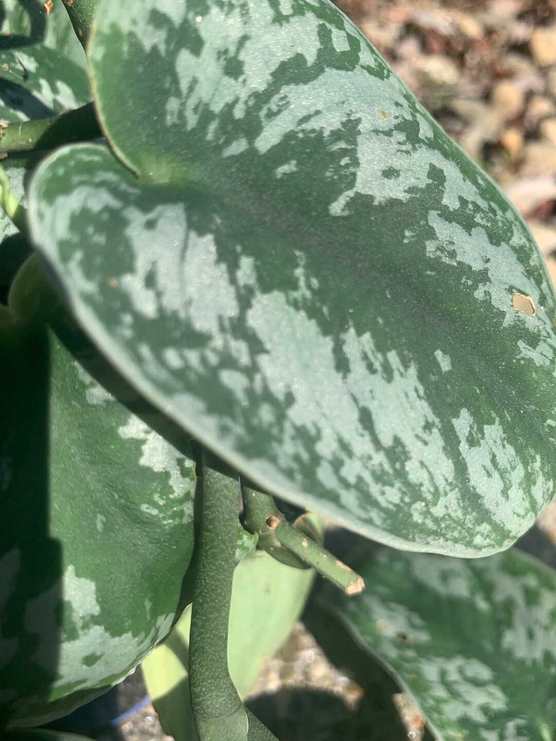 Scindapsus Pictus ‘silver Satin Pothos. Climbing Easy to Grow Beauty ...