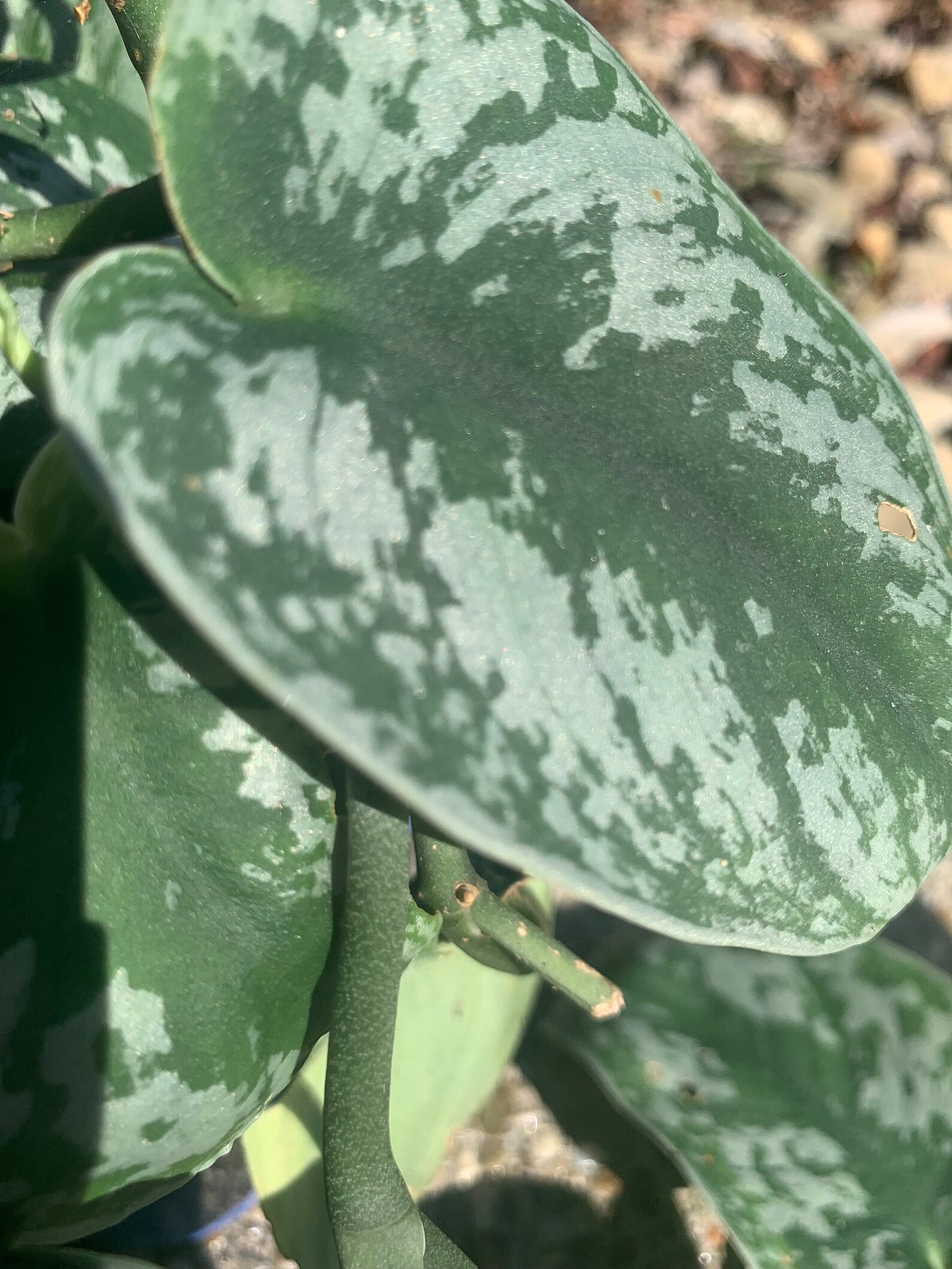 Scindapsus Pictus ‘silver Satin Pothos. Climbing Easy to Grow Beauty ...