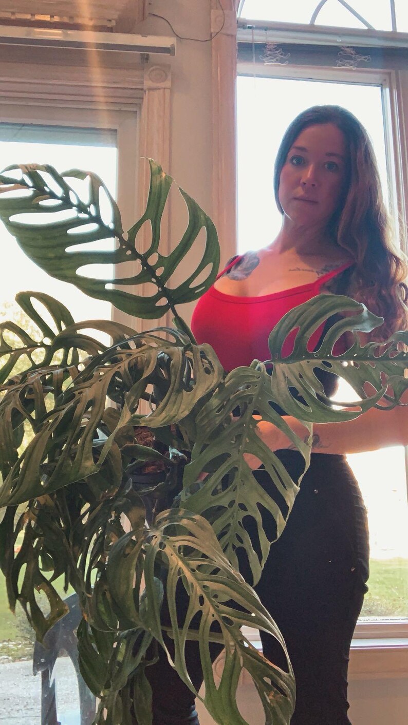 Monstera Esqueleto Cutting – Rare Skeleton Monstera – Tropical Aroid ...