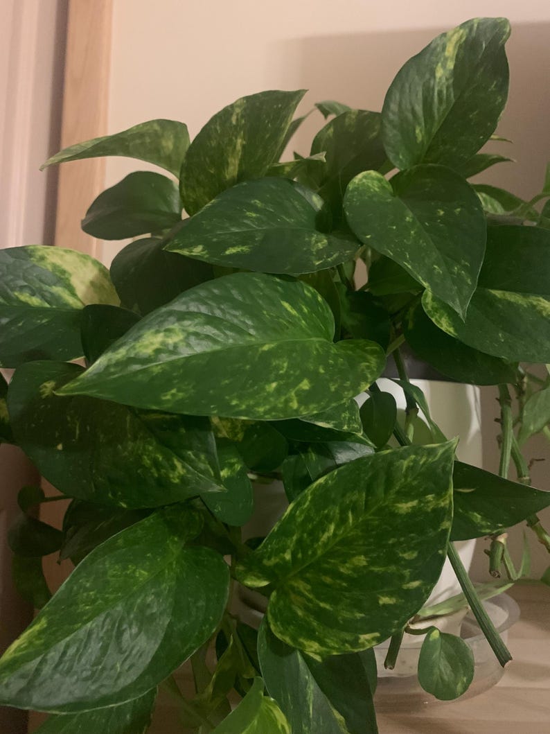 Golden Pothos Cuttings - Etsy