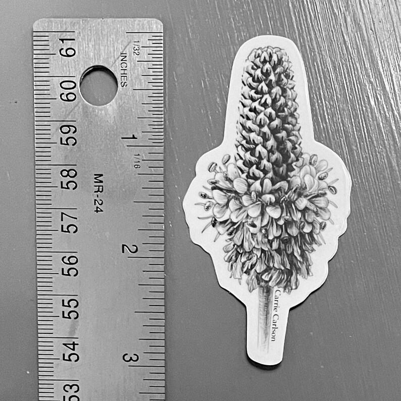 3" Dalea Purpurea (purple Prairie Clover) Pen & Ink Drawing Vinyl ...