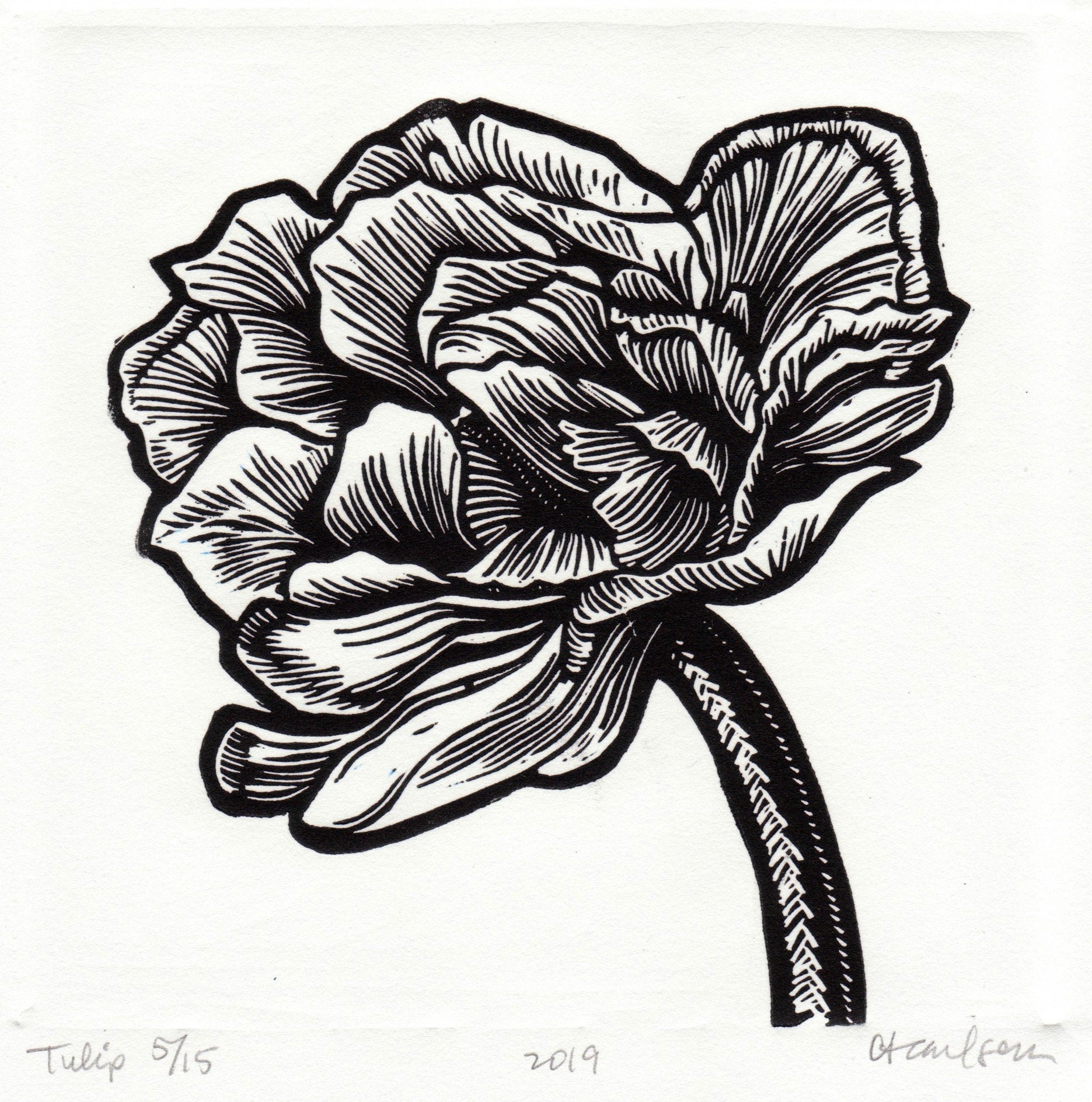 Tulip fancy Double Tulip Linoleum Block Print - Etsy