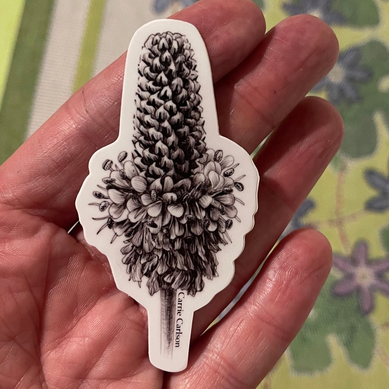 3" Dalea Purpurea (purple Prairie Clover) Pen & Ink Drawing Vinyl ...