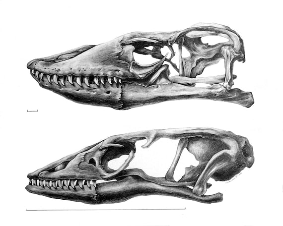 Komodo Dragon Skeleton