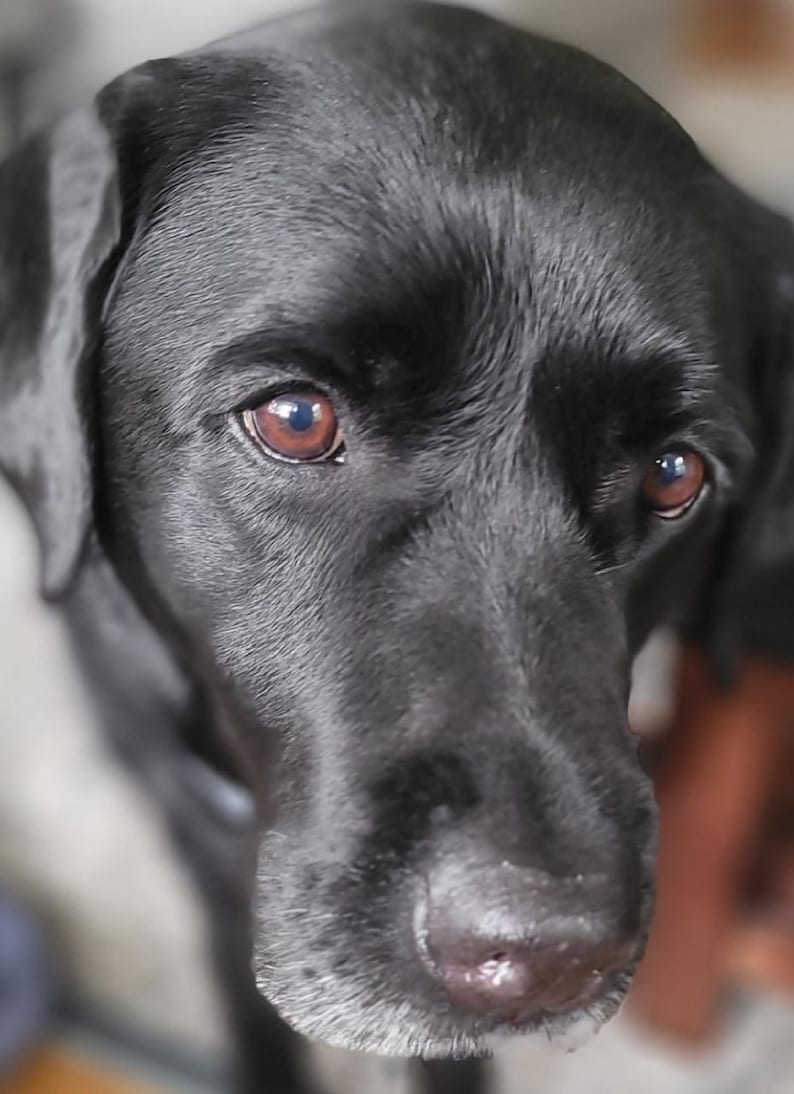 Labrador Genuine Unique Photos - Etsy