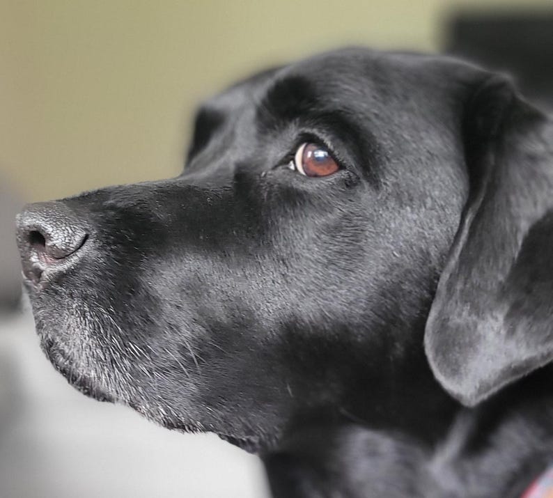 Labrador Genuine Unique Photos - Etsy