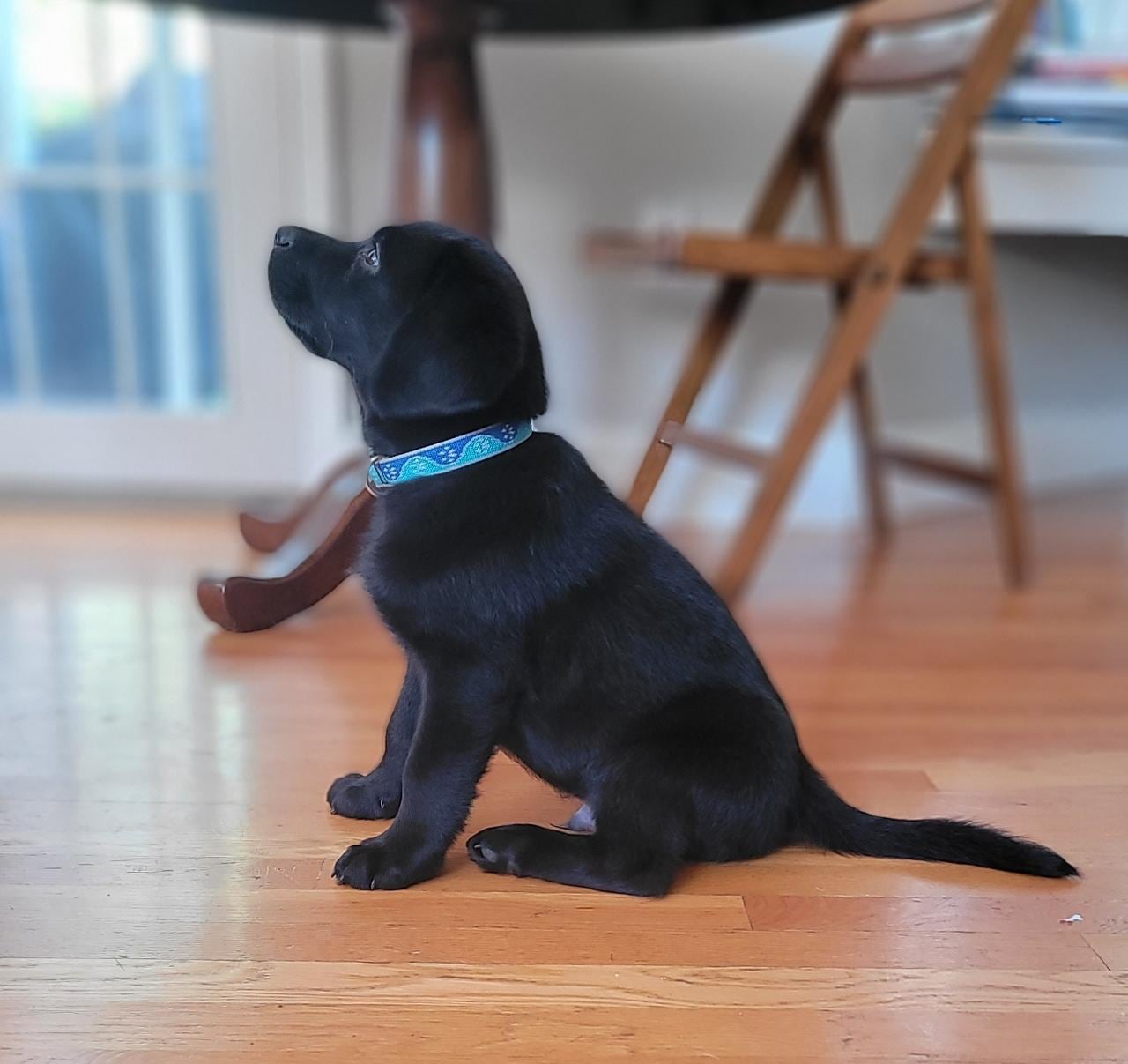 Labrador Genuine Unique Photos - Etsy