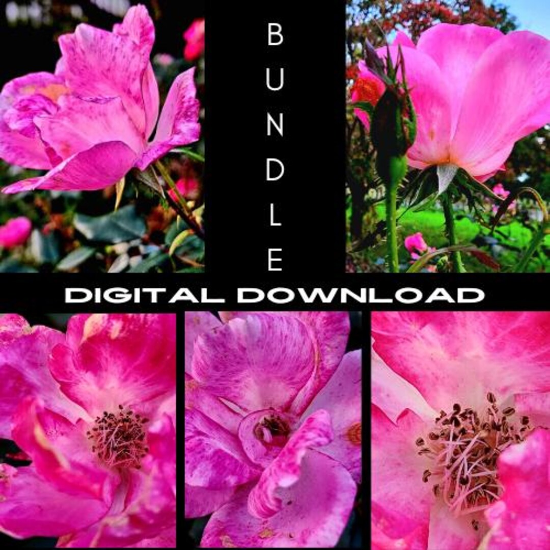 PINK KNOCKOUT ROSES: Digital Download Bundle | Stock Photos | Instant ...