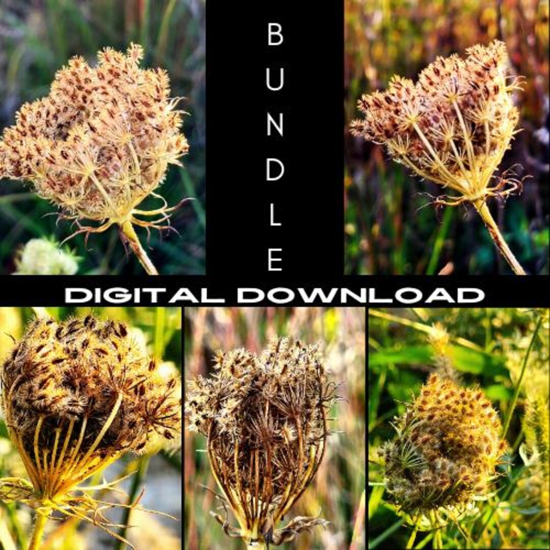 WILD CARROT Digital Download Bundle Stock Photos Nature Photography ...
