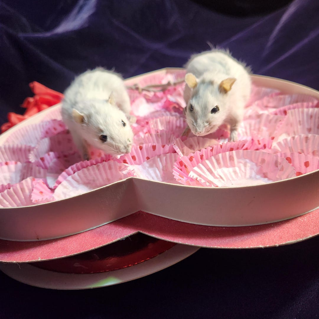 Lover Rats Taxidermy Rats in a Chocolate Box With Intertwined Tails - Etsy