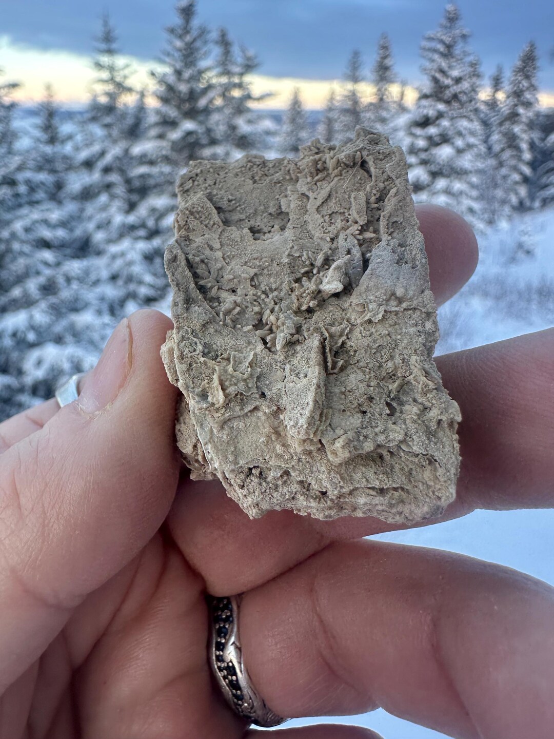 Thinolite ~ Pseudomorph Calcite After Ikaite Aka Glendonite ~ Rare ...