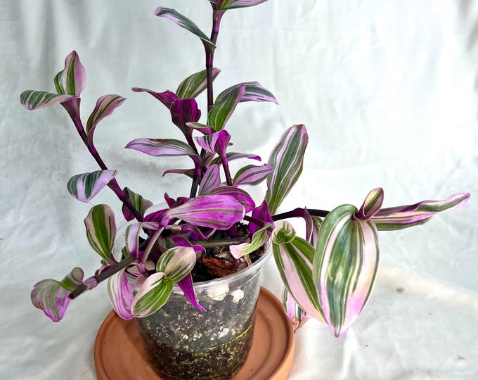 Tradescantia Bubblegum Nanouk Plant - 4 Inch Pot - Etsy