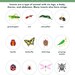 Bugs & Life Science Worksheets for Toddlers | Printable Preschool ...