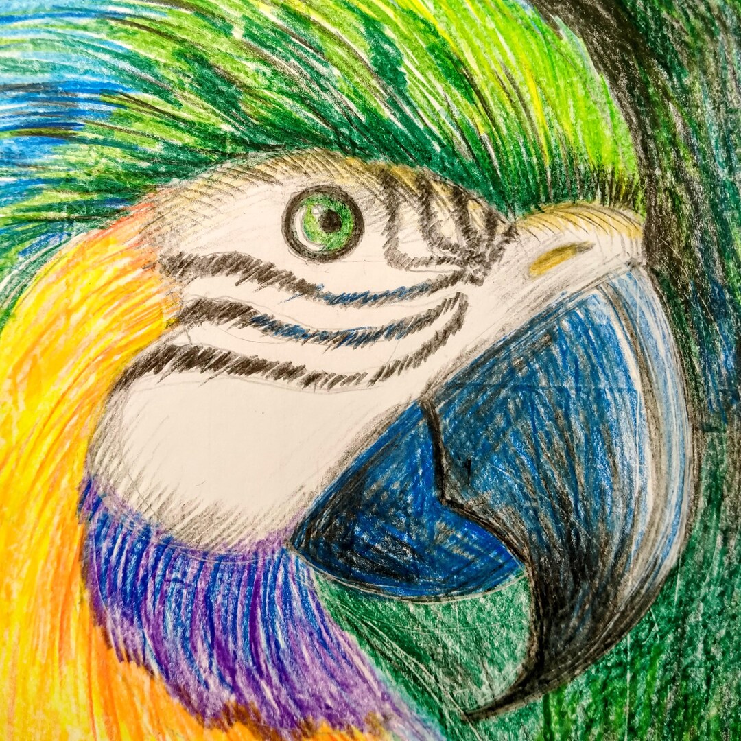 Macaw Parrot Art Print: Tropical Bird Illustration (digital Download ...