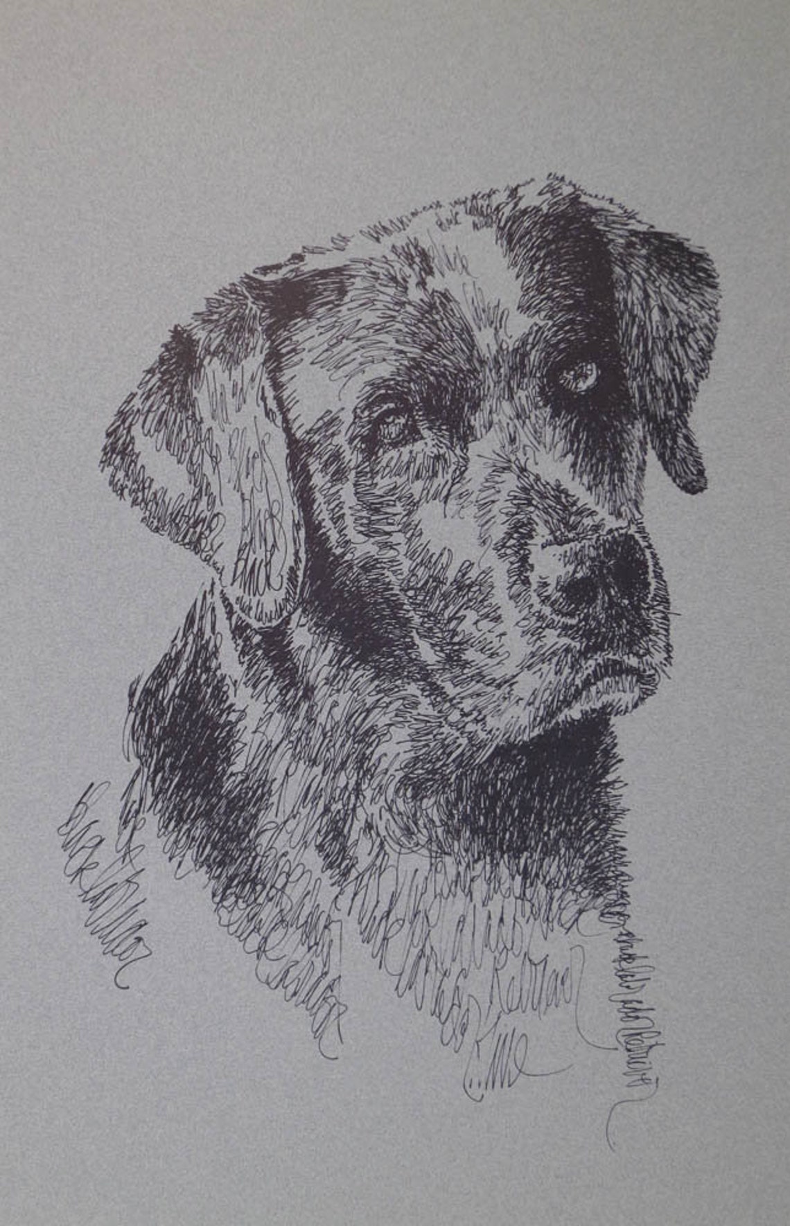 Australian Cattle Dog Art Portrait Drawing From Words. Your - Etsy