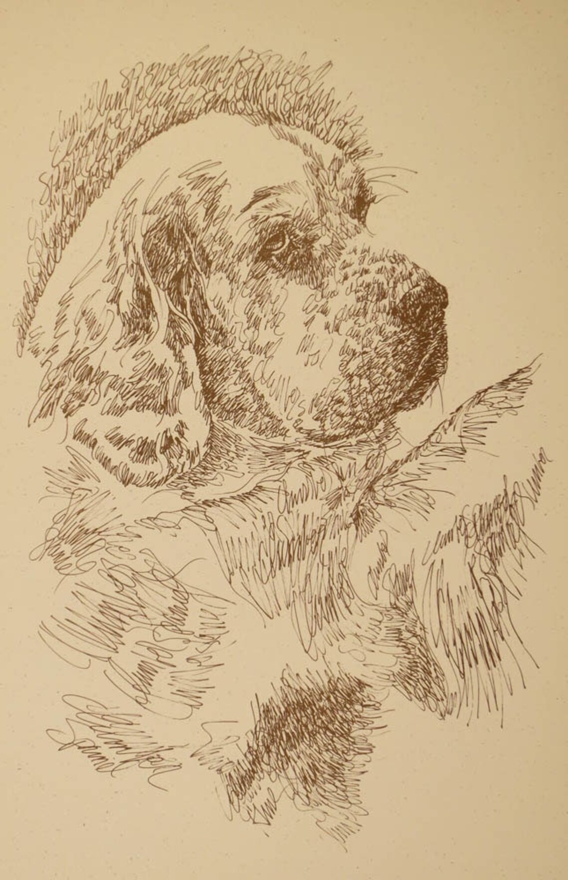 Clumber Spaniel Dog Art Portrait Drawing From Words. Your Dog's Name ...