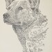 Clumber Spaniel Dog Art Portrait Drawing From Words. Your Dog's Name ...
