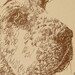 Clumber Spaniel Dog Art Portrait Drawing From Words. Your Dog's Name ...