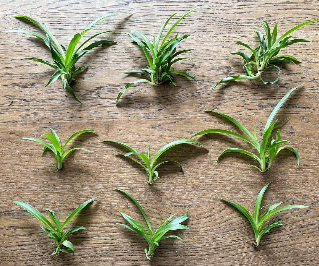 Spider Plant, Variegated, House Plant, Green, White, Live Plant, Rooted ...