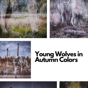 5 Pieces of Wolf Cards in One Package - Finnish Made Artistic ...
