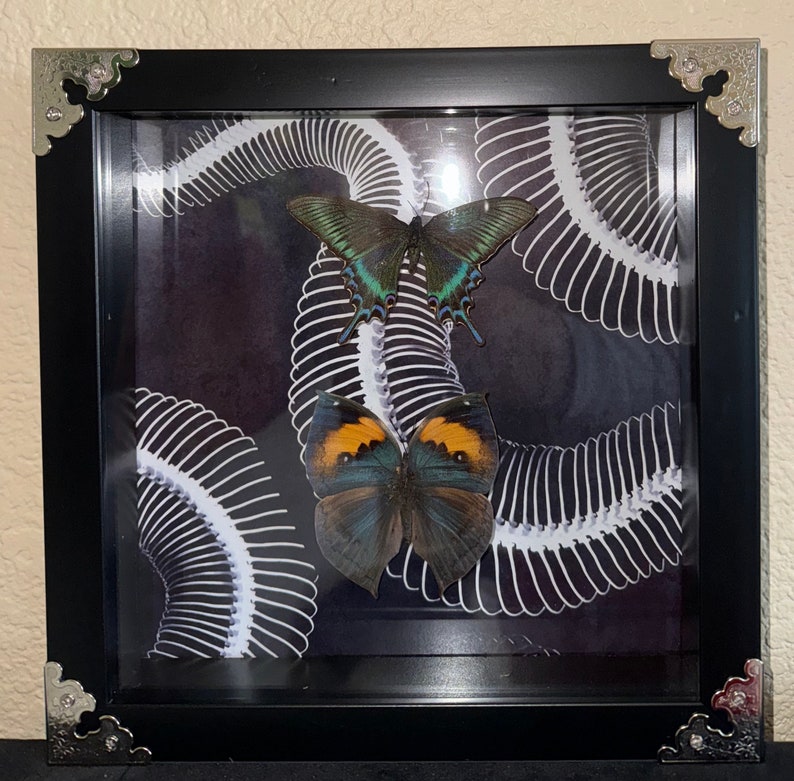 Butterfly Frame - Etsy