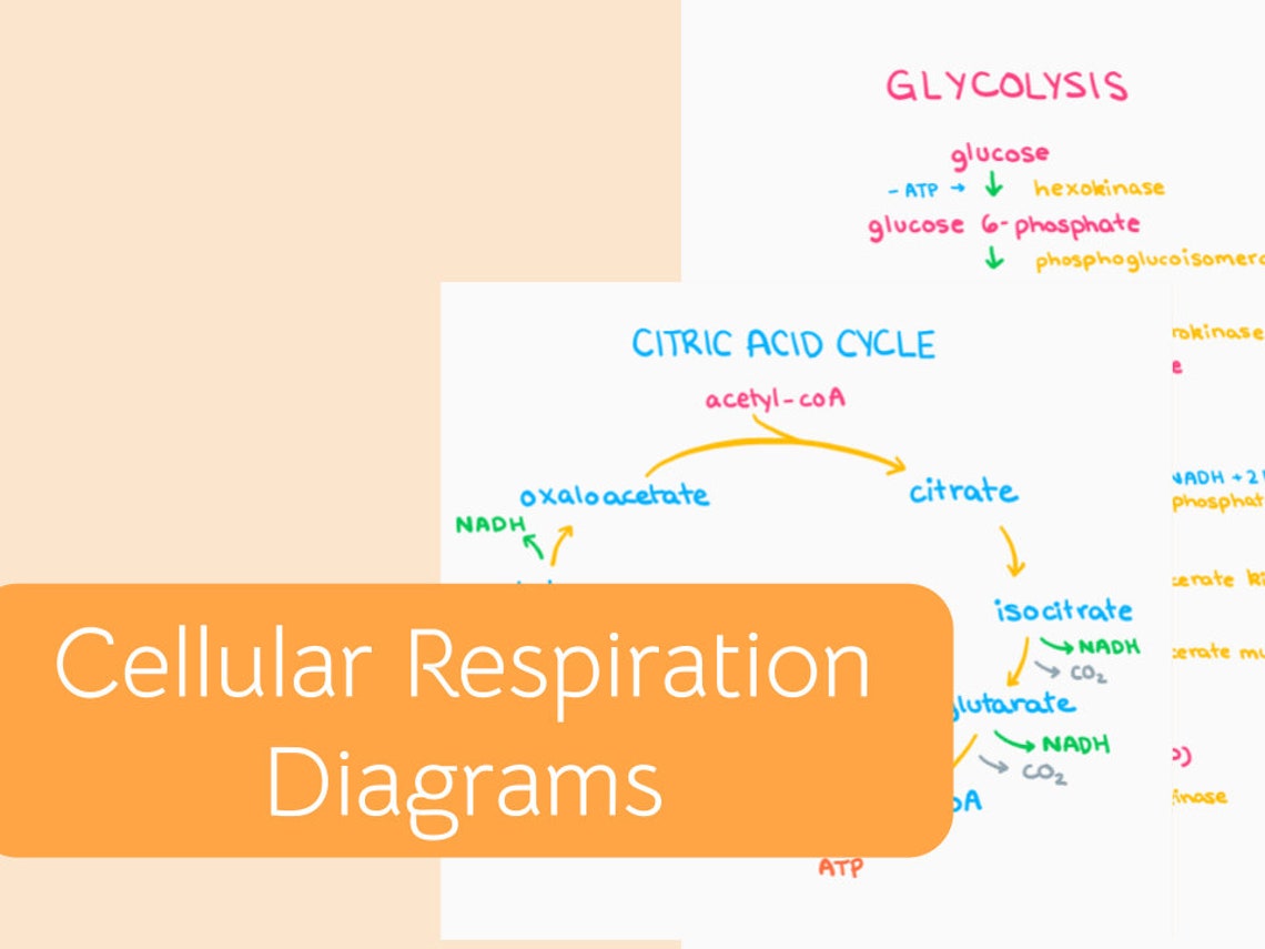 Cellular Respiration Diagrams (citric Acid Cycle and Glycolysis) - Etsy