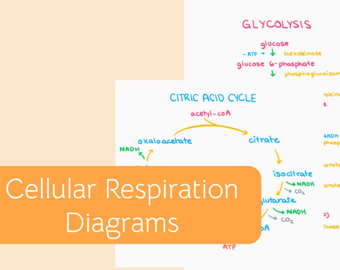 Cellular Respiration Diagrams (citric Acid Cycle and Glycolysis) - Etsy