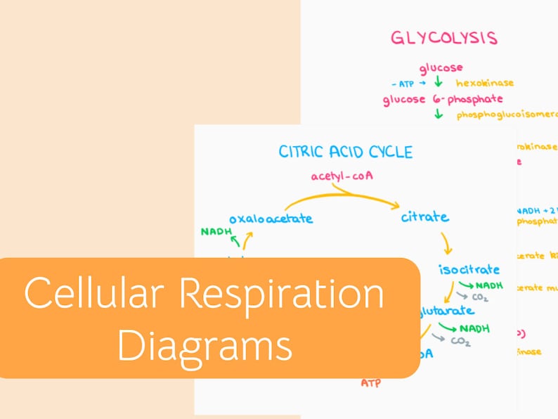 Cellular Respiration Diagrams (citric Acid Cycle and Glycolysis) - Etsy