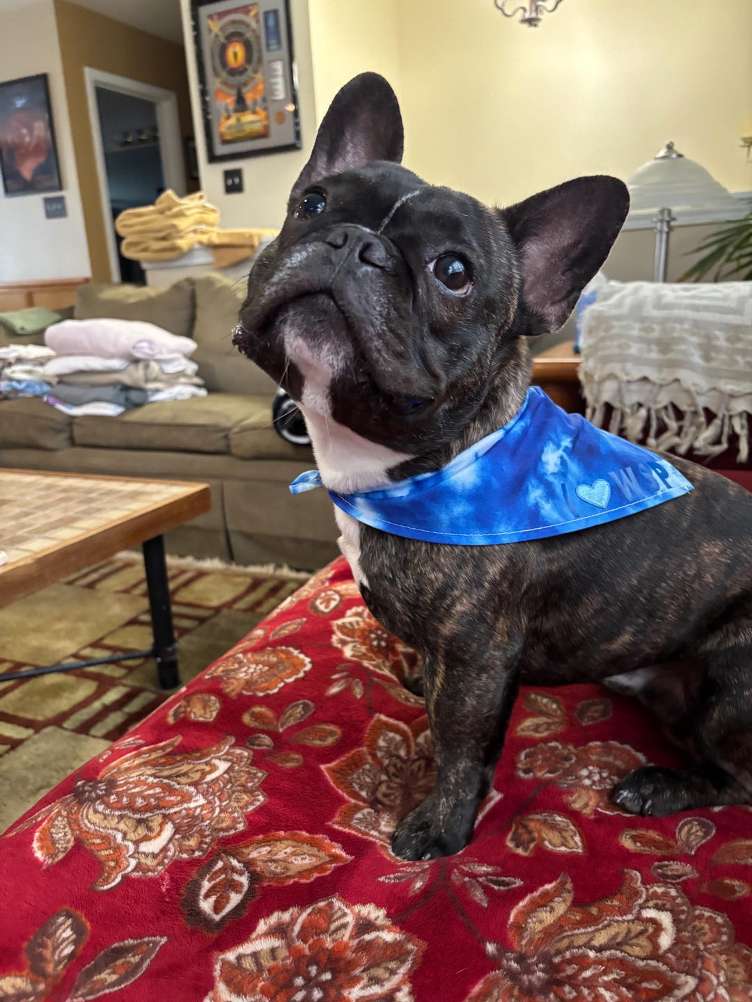 I Love WSP Pet Bandana - Etsy