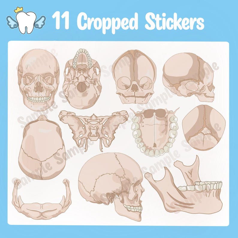 Study Stickers Cranial Osteology Head and Neck Anatomy Dental Adult ...