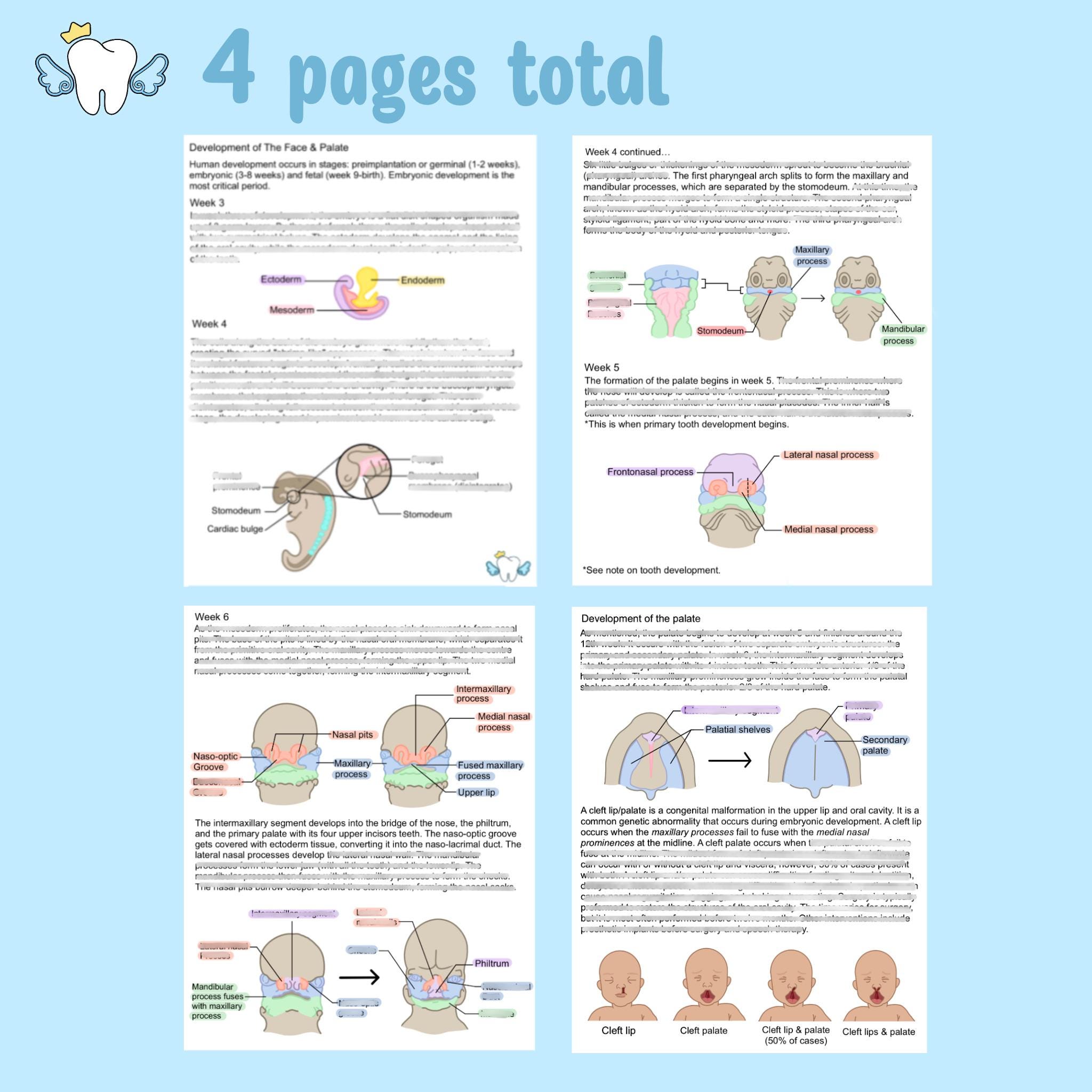 Embryology and Histology Development of the Oral Cavity and Facial ...