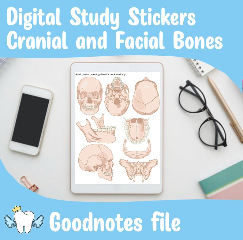 Study Stickers Cranial Osteology Head and Neck Anatomy Dental Adult ...