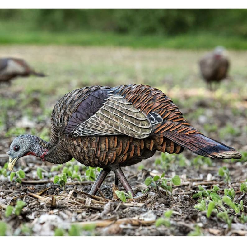 Avion X Feeder Turkey Decoy LCD Feeder Hen - Etsy