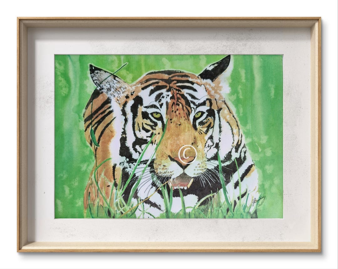 Tiger in the Grass A4 Print With Mount. Unframed - Etsy