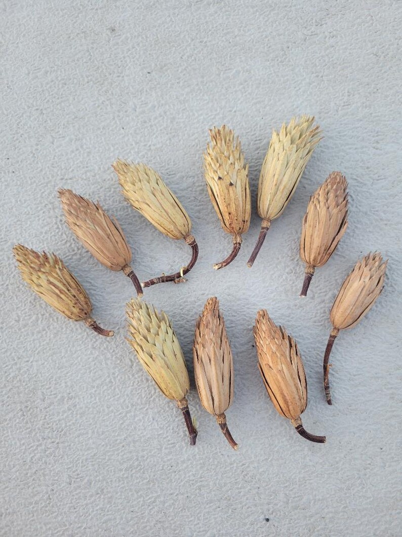 Tulip Poplar Seed Pod - Etsy