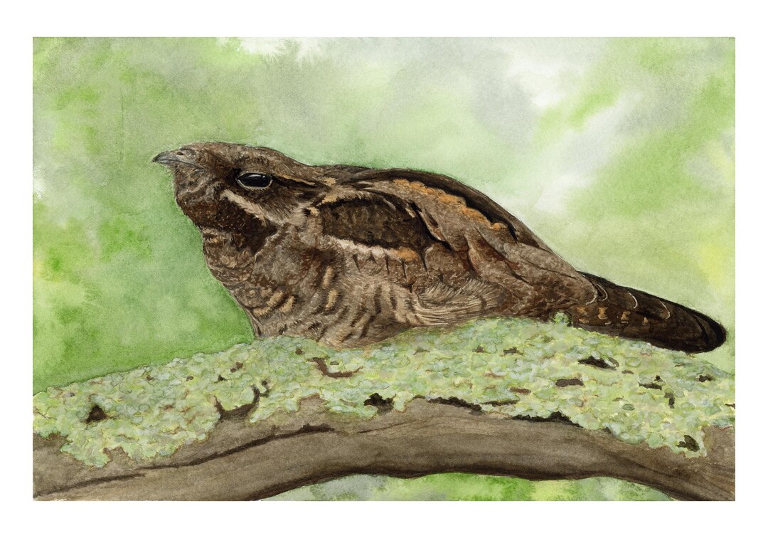 Large-tailed Nightjar - Watercolor Bird Painting - High Quality Giclee ...