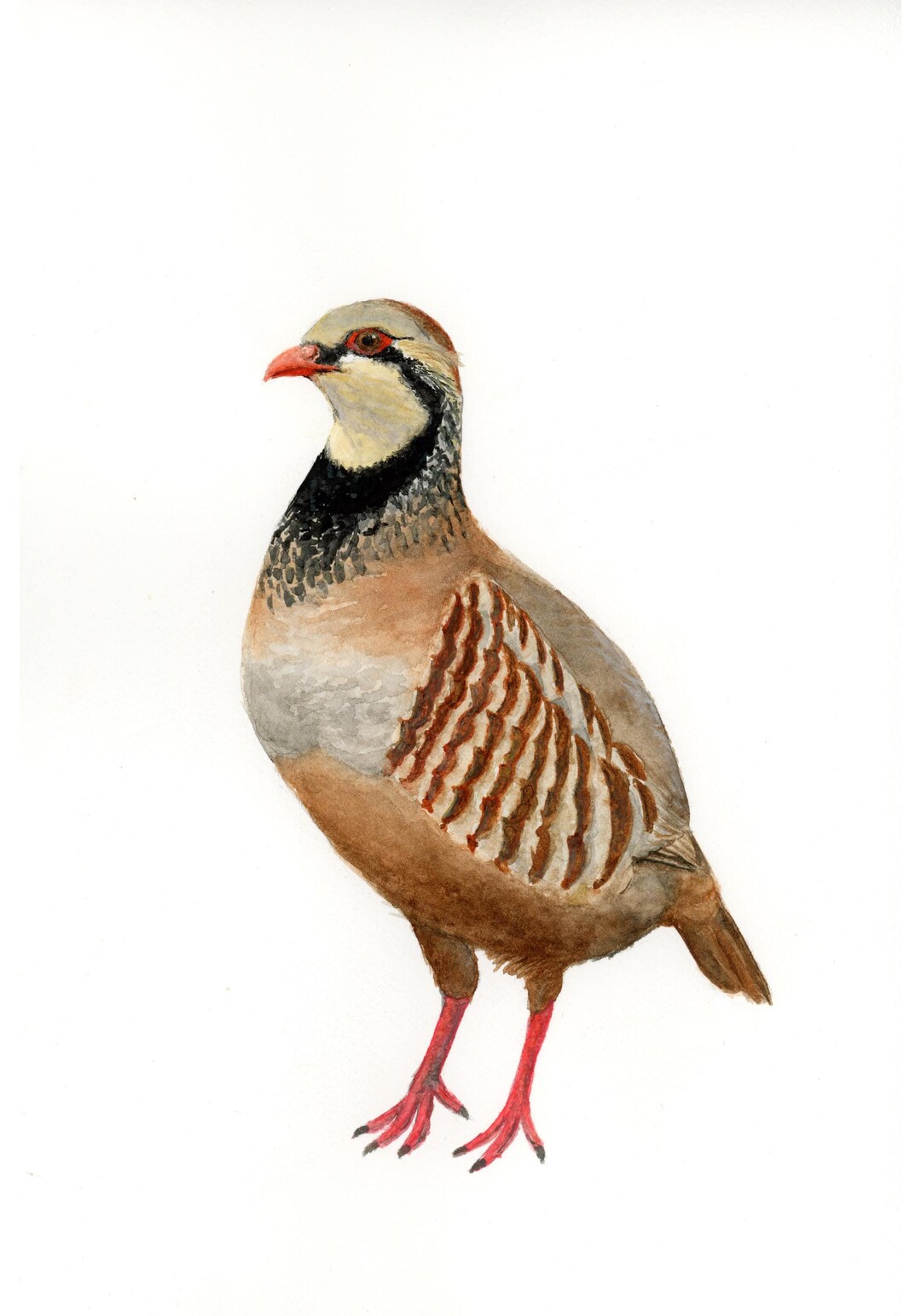 Red-legged Partridge - Watercolor Bird Painting - High Quality Giclee ...