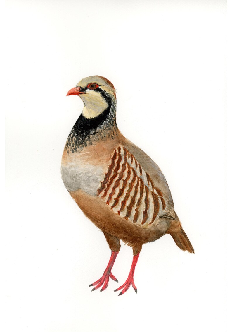 Red-legged Partridge - Watercolor Bird Painting - High Quality Giclee ...