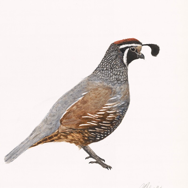 Quail Painting - Etsy