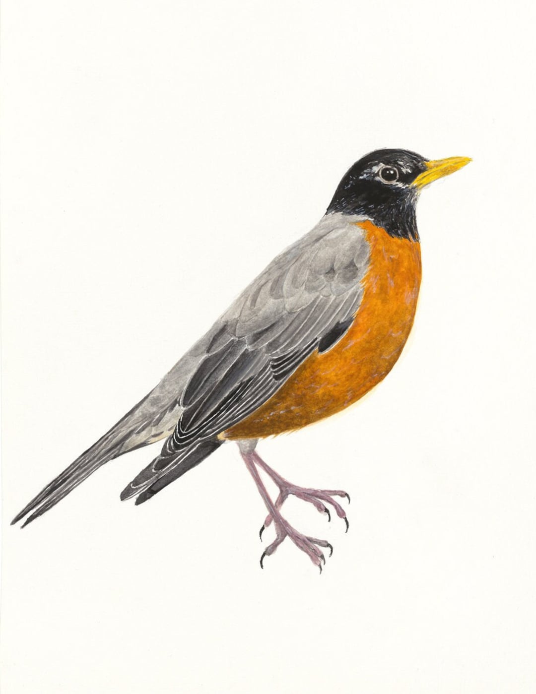 American Robin - Watercolor Bird Painting - High Quality Giclee Print ...