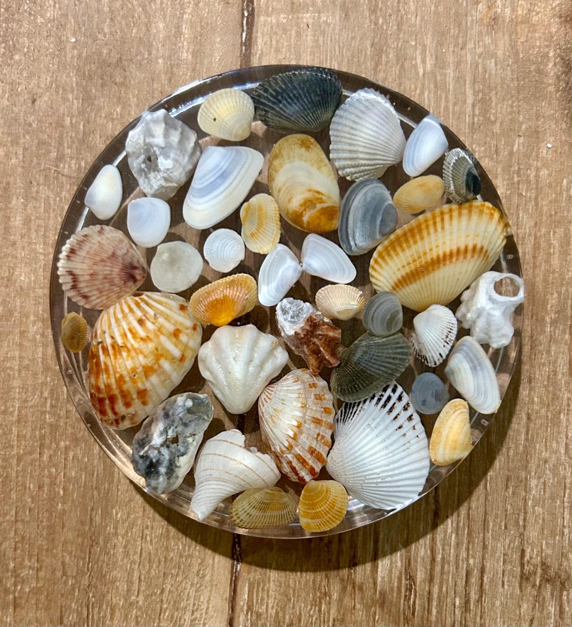 Seashell Coaster (one) - Etsy