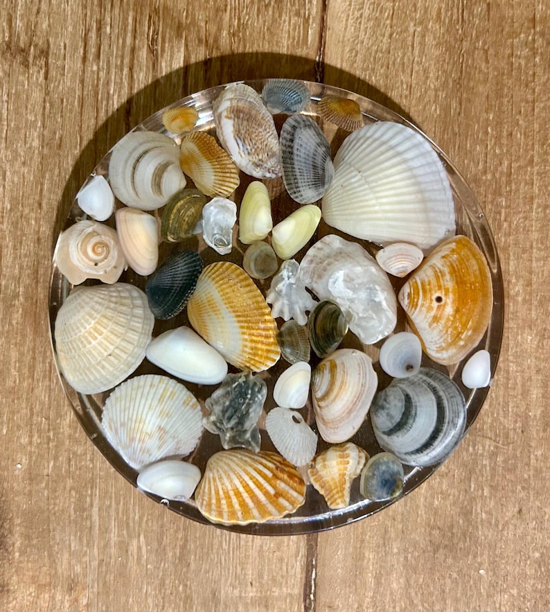 Seashell Coaster (one) - Etsy