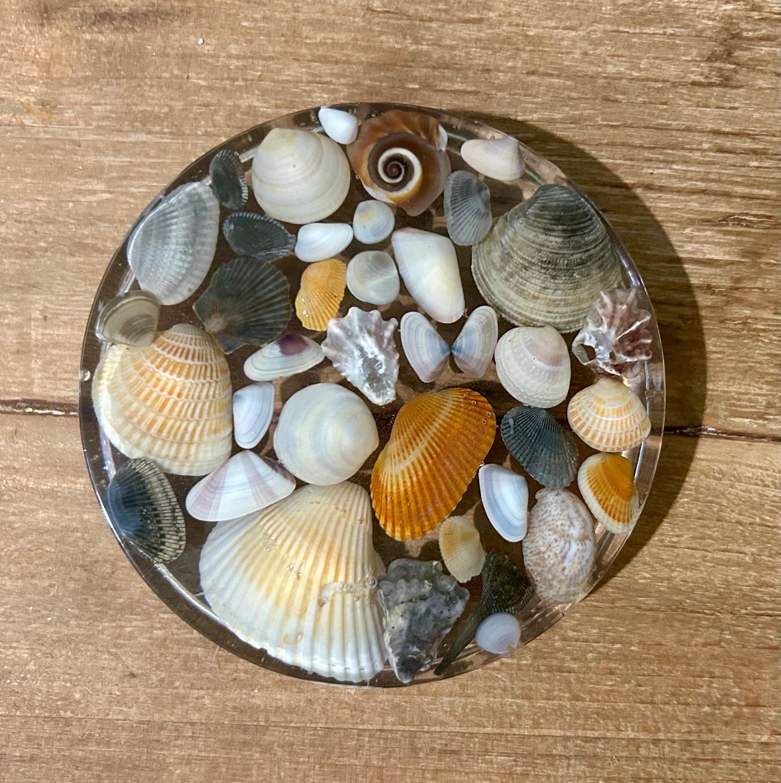 Seashell Coaster (one) - Etsy