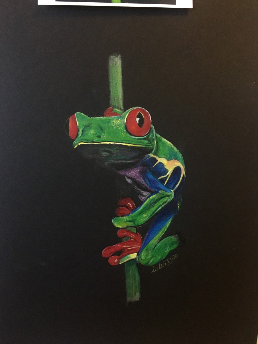 Original Realistic Redeye Frog Drawing - (with Derwent Colored Pencil ...