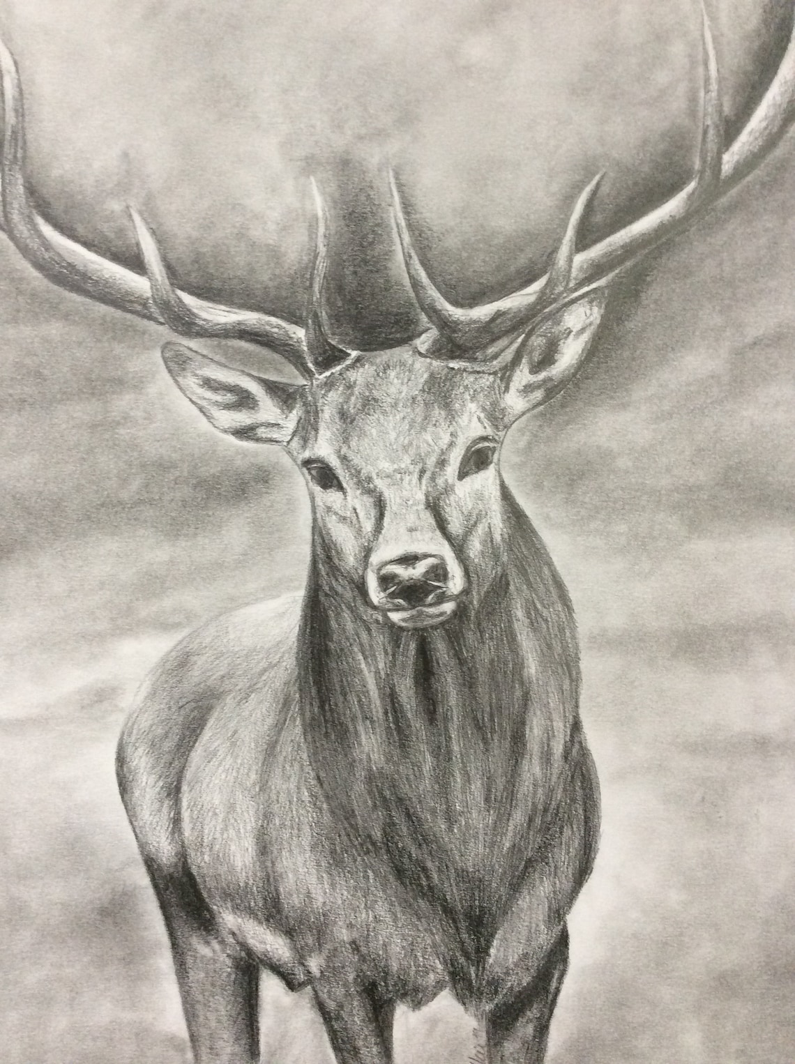 Original Realistic Deer Pencil Drawing - Etsy